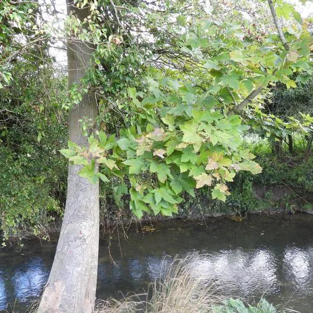 Sycamore Tree – Fast-Growing Native Acer Standard