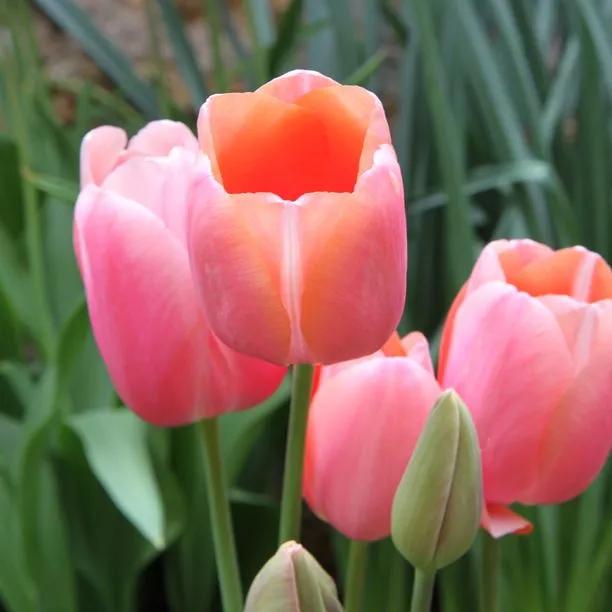 Menton Tulip Bulbs – Coral Single Late to 60cm