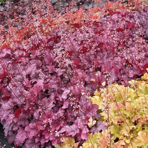 Heuchera Collection – Three Coral Bell Varieties