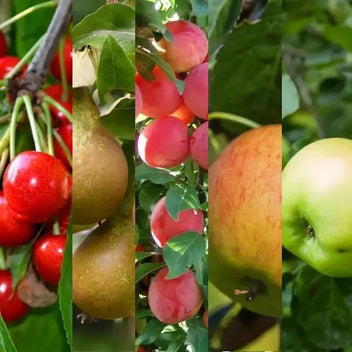 Mixed Fruit Tree Collection – Orchard Starter Pack