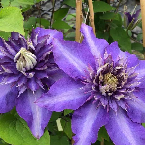 Multi Blue Clematis – Spiky Double Blue-Purple Repeat