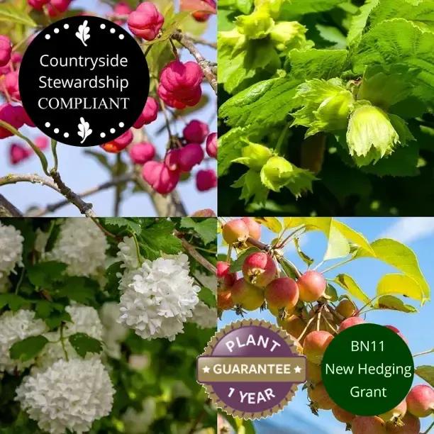 Native Thornless Hedge Plants – Mixed Hedgerow Pack