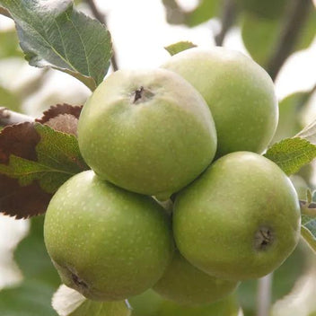 Newton Wonder Apple Tree – Large Winter Cooking Apple