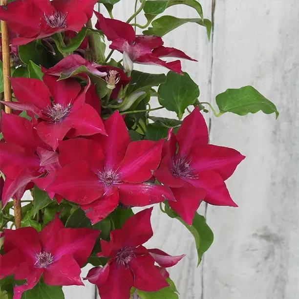 Clematis Nubia – Ruby-Red Group 3