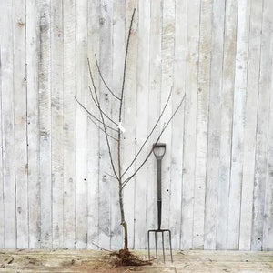 Plum, Gage & Damson Trees for Sale Online, Large or Small | Ashridge ...