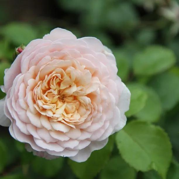 Penelope Rose – Hybrid Musk Creamy Pink Fragrant AGM