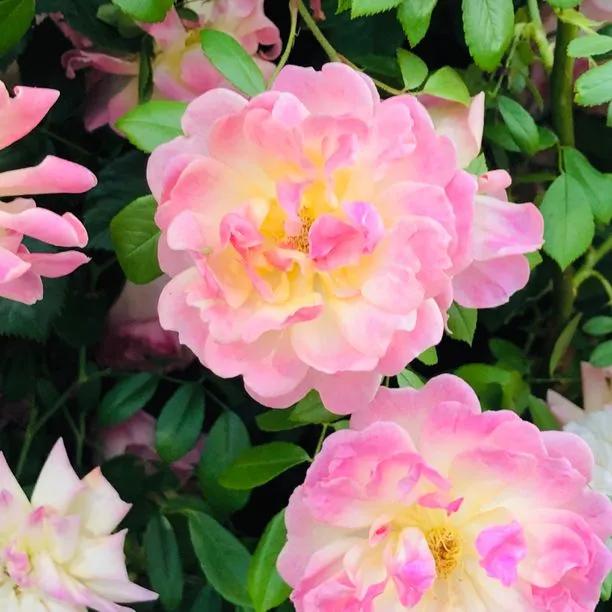 Phyllis Bide Rose – Pink & Orange Repeat Rambler AGM