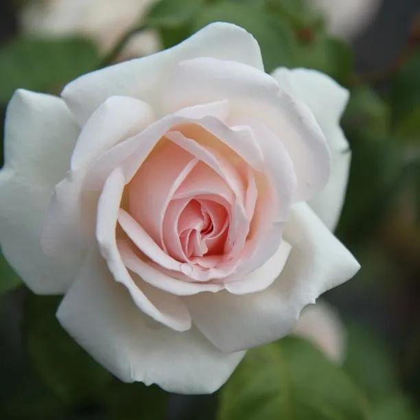 Prince Jardinier Rose – Pink & Cream Fragrant AGM