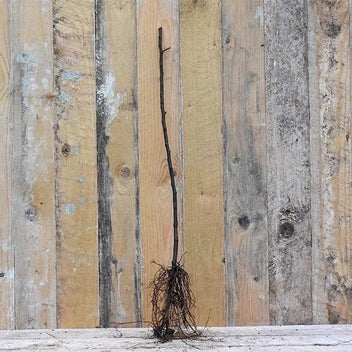 Quince A Rootstocks – For Grafting Pear Trees
