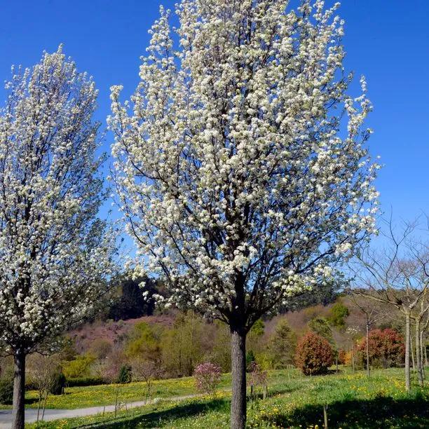 Chanticleer Pear Tree – Callery Ornamental Blossom