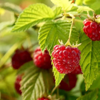 Autumn Bliss Raspberry Plants for Sale Online. Buy Well Rooted, UK ...