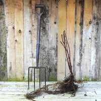 Buy Raspberry Plants Online by Mail Order. UK Grown, Quality Rubus ...