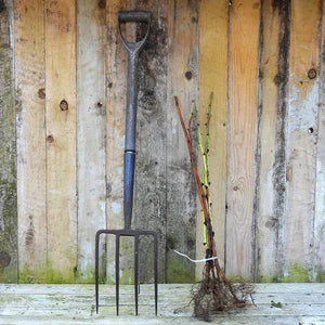 Buy Raspberry Plants Online by Mail Order. UK Grown, Quality Rubus ...