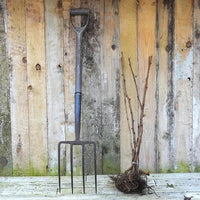 Buy potted or bareroot raspberry plants | Ashridge Nurseries