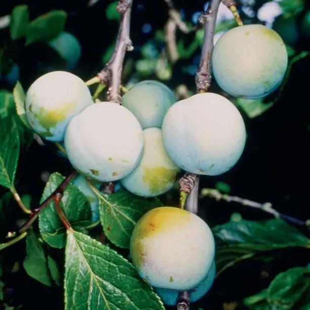 Bareroot Reine Claude de Bavay Trees for Sale Online. Buy Well Grafted ...