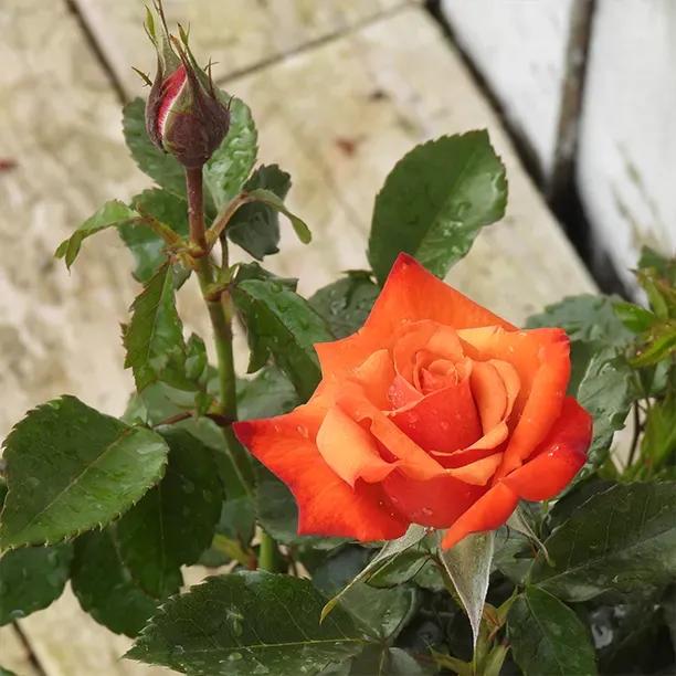 Remember Me Hybrid Tea Rose – Coppery Orange AGM