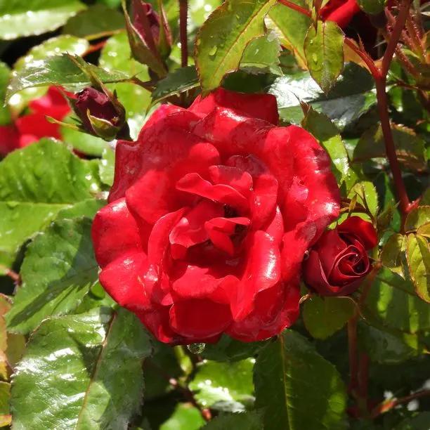 Ruby Anniversary Floribunda Rose – Ruby Red