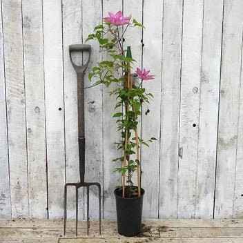 Sally Clematis Plants for Sale, UK Grown | Ashridge – Ashridge Nurseries