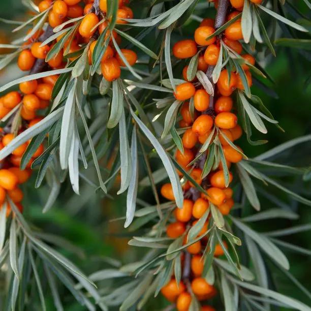 Sea Buckthorn Hedge Plants – Coastal Orange Berries