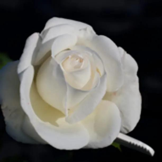 Silver Anniversary Hybrid Tea Rose – White AGM