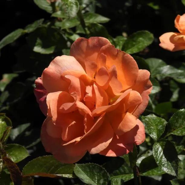 Southampton Floribunda Rose – Apricot-Orange AGM