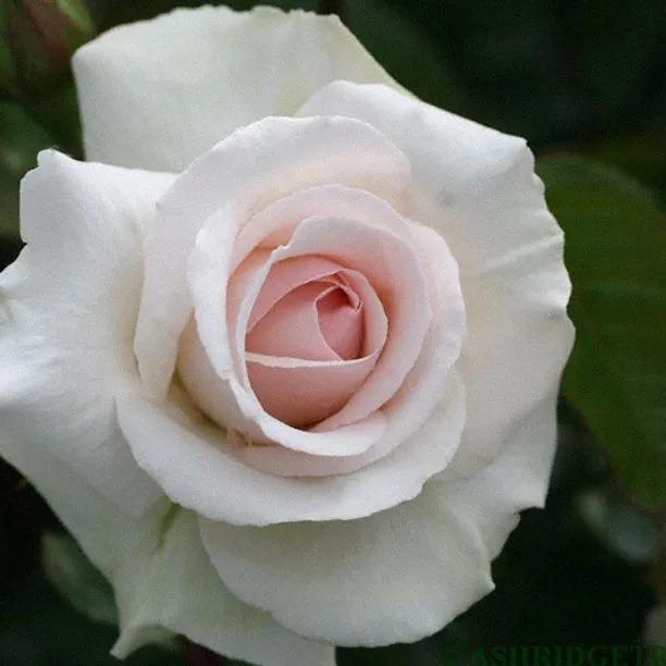Swan Lake Rose – White & Blush-Pink Repeat Climbing Rose