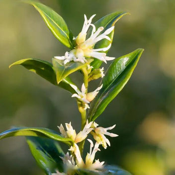 Sarcococca Sweet Box Hedge – Scented Evergreen AGM