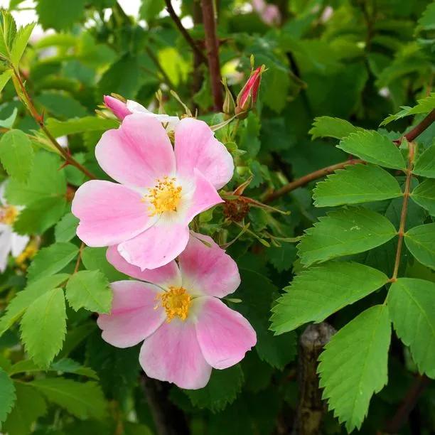 Sweet Briar Hedge Plants – Eglantine Rose Hedging