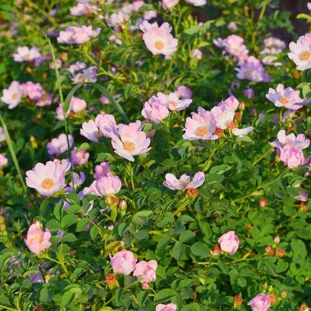 Sweet Briar Hedge Plants – Eglantine Rose Hedging