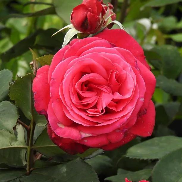 Timeless Charisma Hybrid Tea Rose – Red & Cream