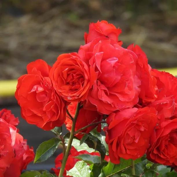 Trumpeter Rose – Scarlet Red Floribunda Repeat AGM
