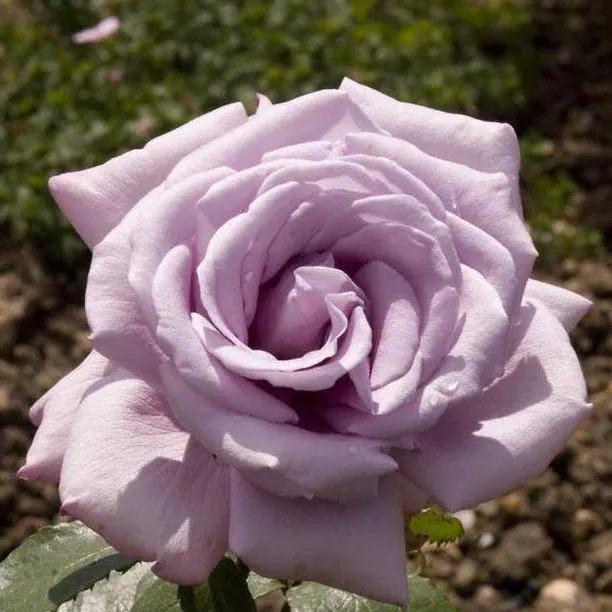 Twice in a Blue Moon Rose – Lilac Scented Hybrid Tea AGM
