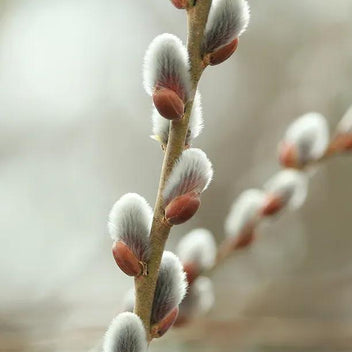Violet Willow Saplings – Salix Daphnoides Trees