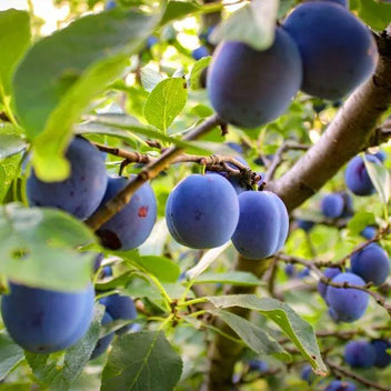 Wild Plum Hedge Plants – Native Prunus Domestica