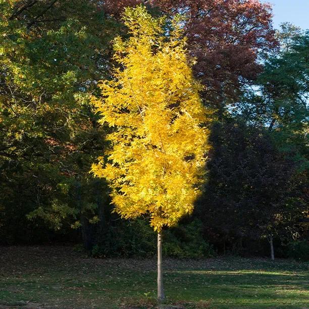 Wredei Golden Elm Tree – Very Narrow Upright Column