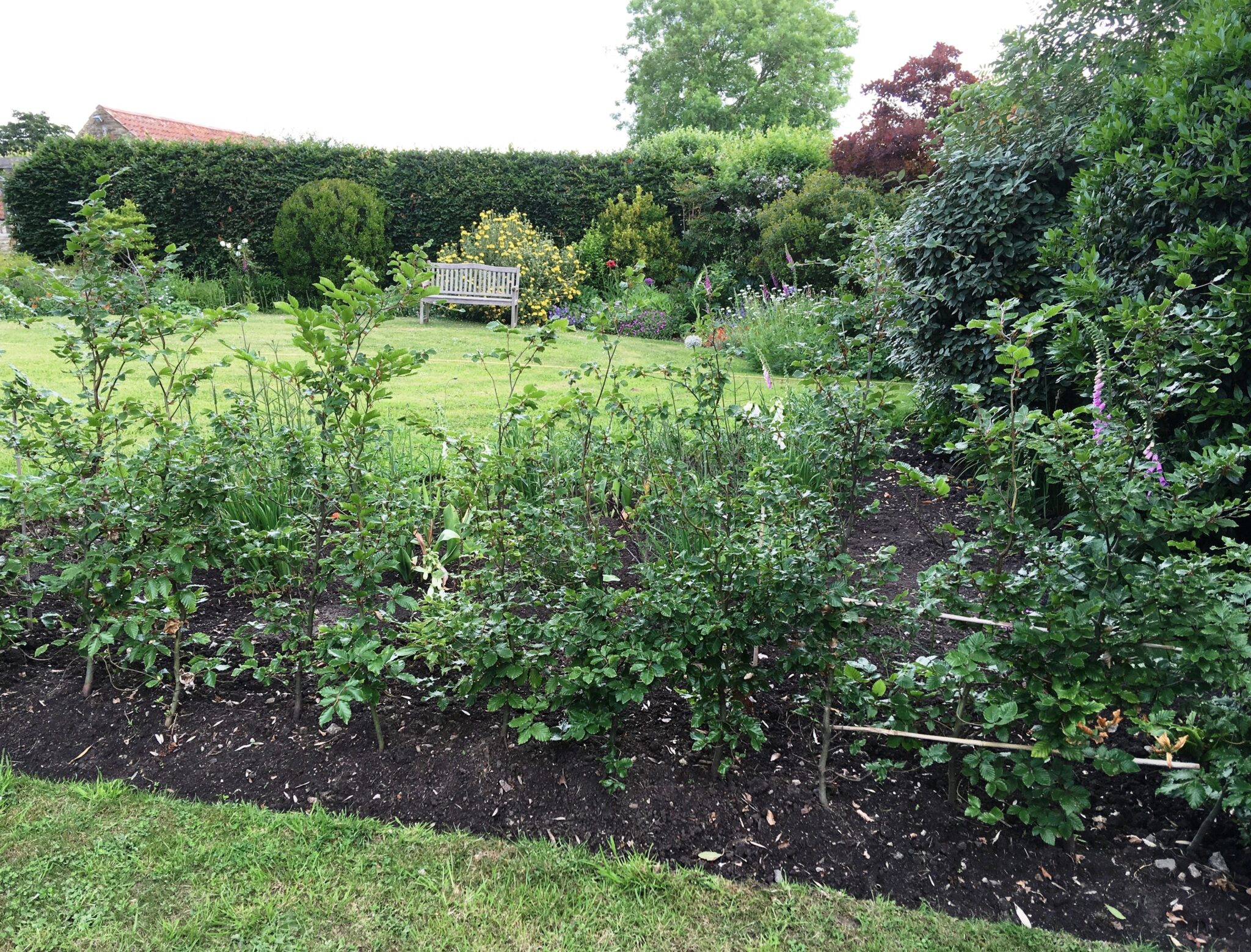About Ashridge Nurseries – Family Business Growing Hedging